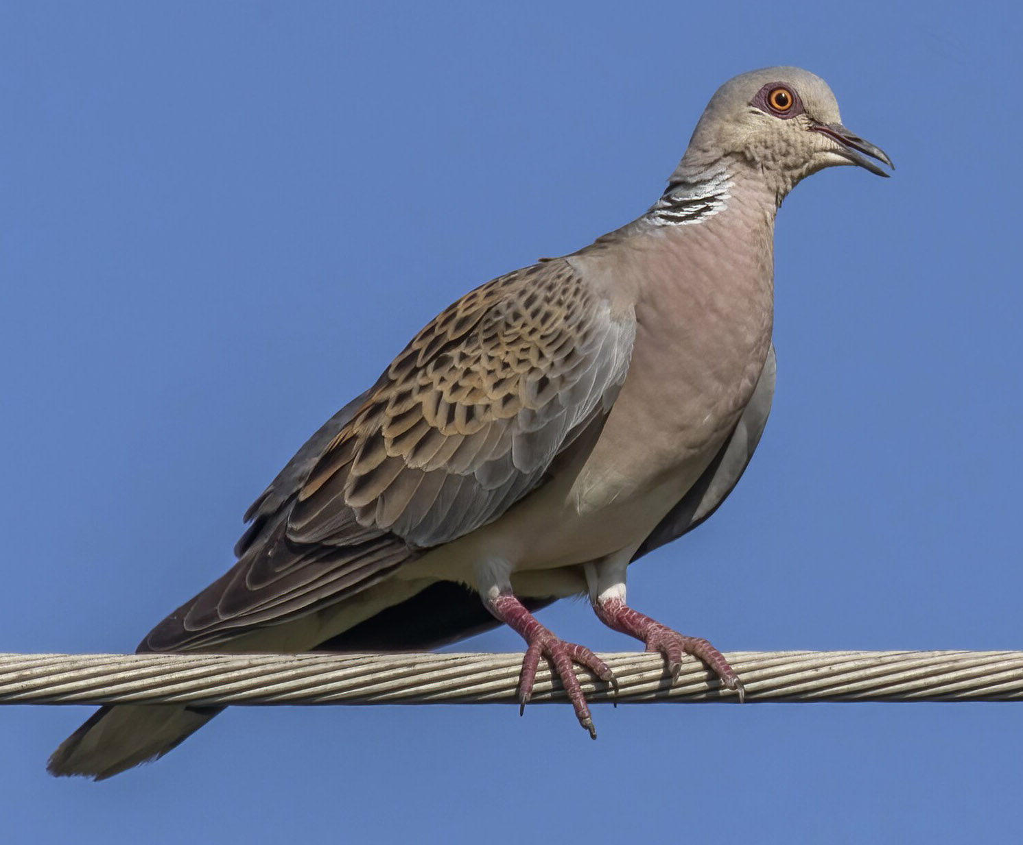 New and Shotworthy – Latest happenings in the pre-Prohibition shot ...